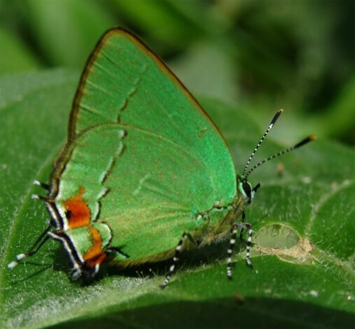 Scientists are puzzling out how butterflies assemble their brightly ...