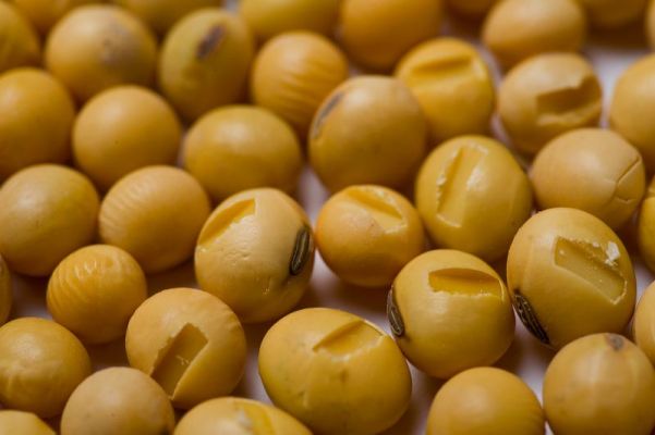 How To Genetically Modify a Seed, Step By Step