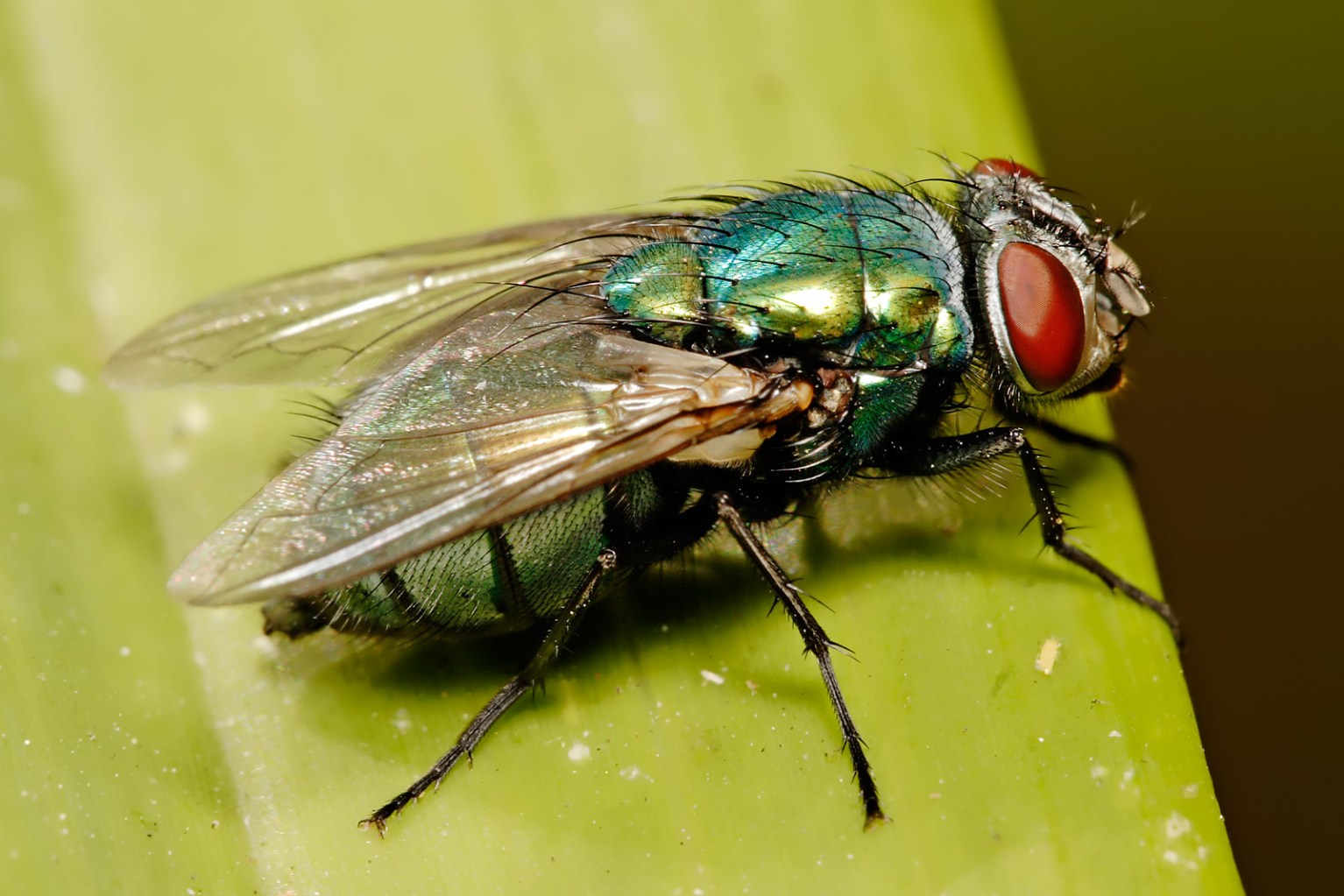 Blow flies help us solve murders—but climate change is forcing them out