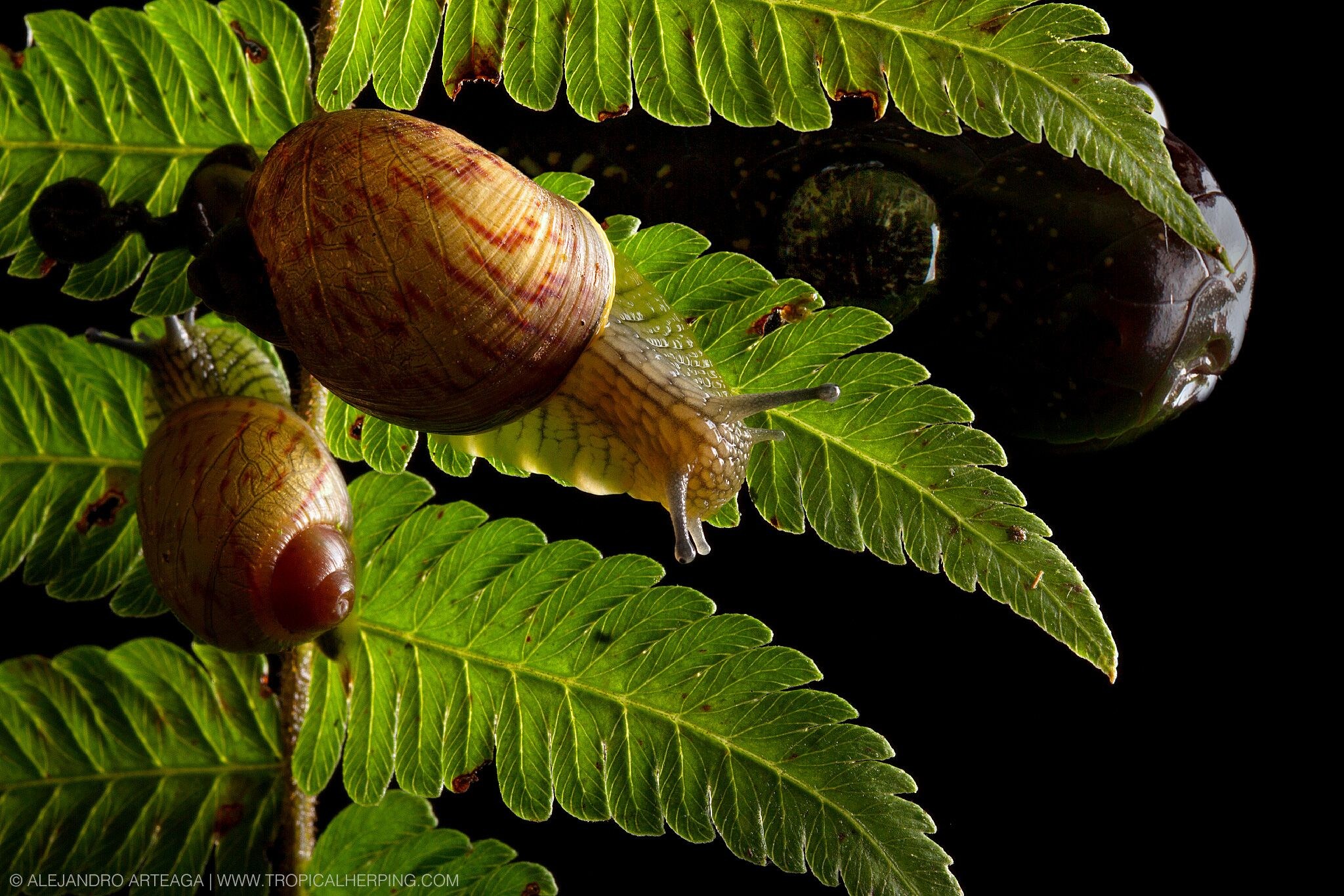 These snakes slurp snails, and that's great for farmers