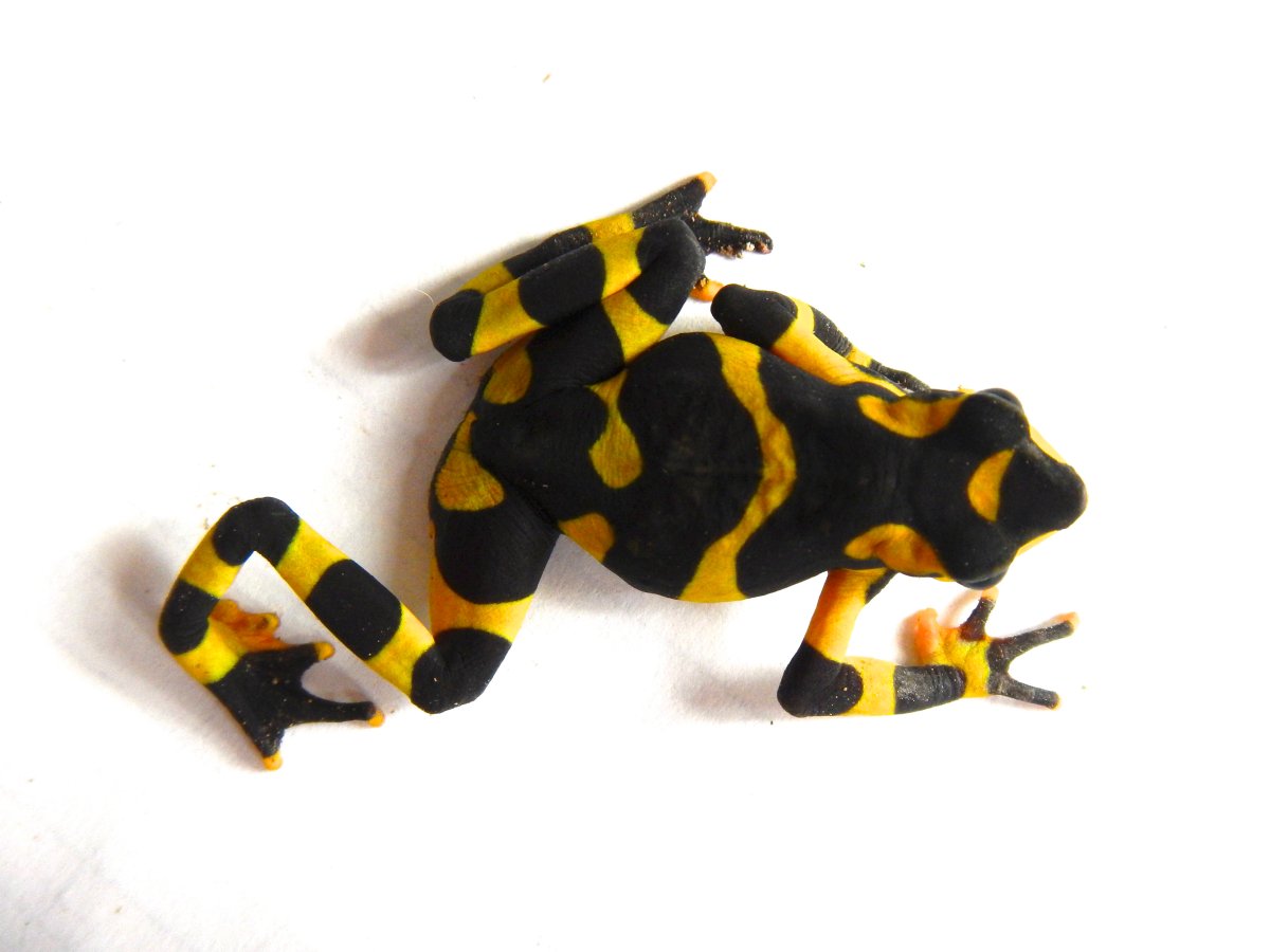 Frog skin secretions offer the first ray of hope in a deadly fungal ...