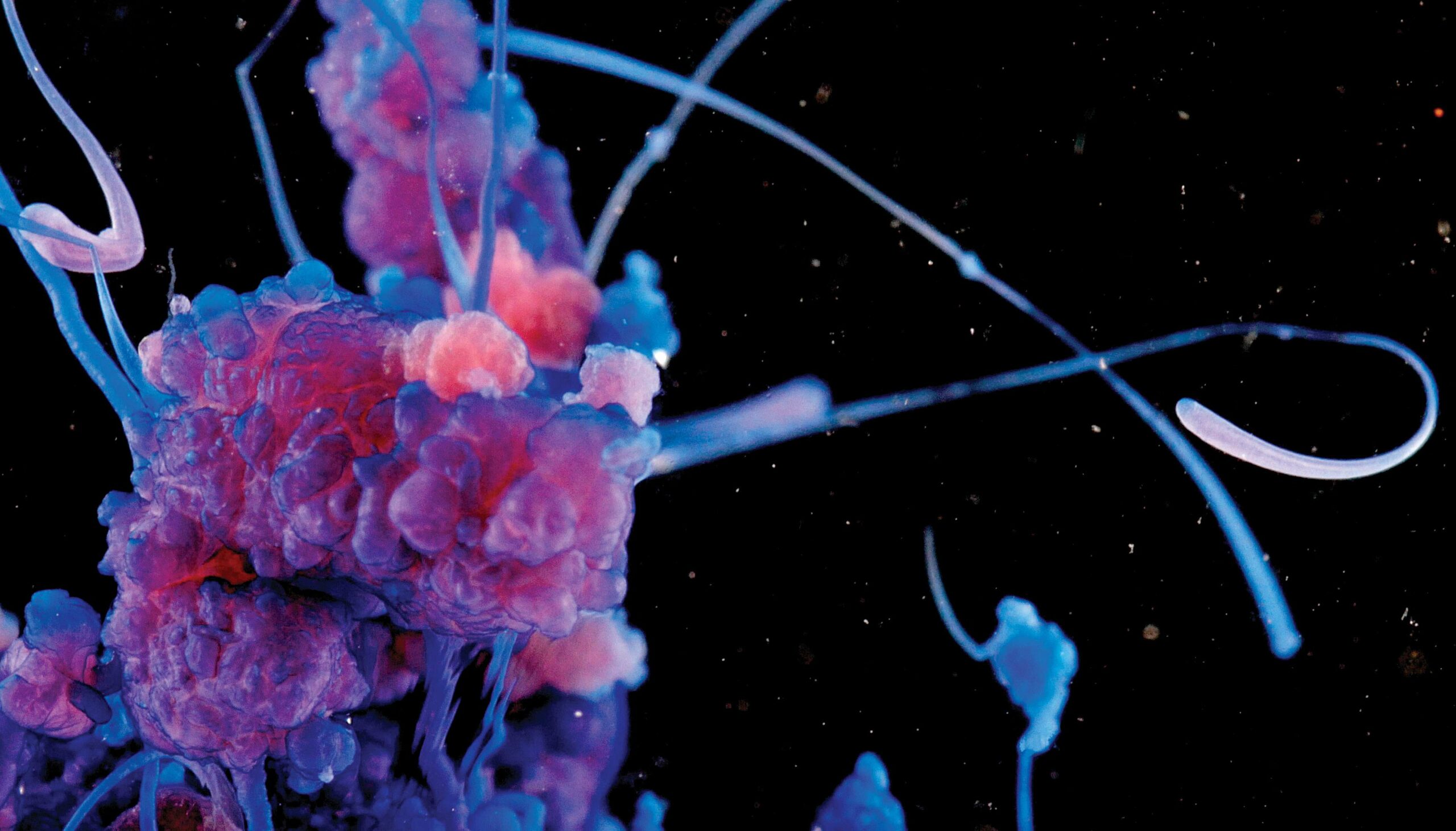 The 10 Best Science Images, Videos, And Visualizations From The 2015 ...