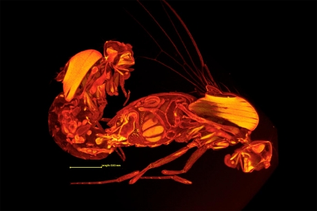 Frozen Fruit Flies Come Back to Life