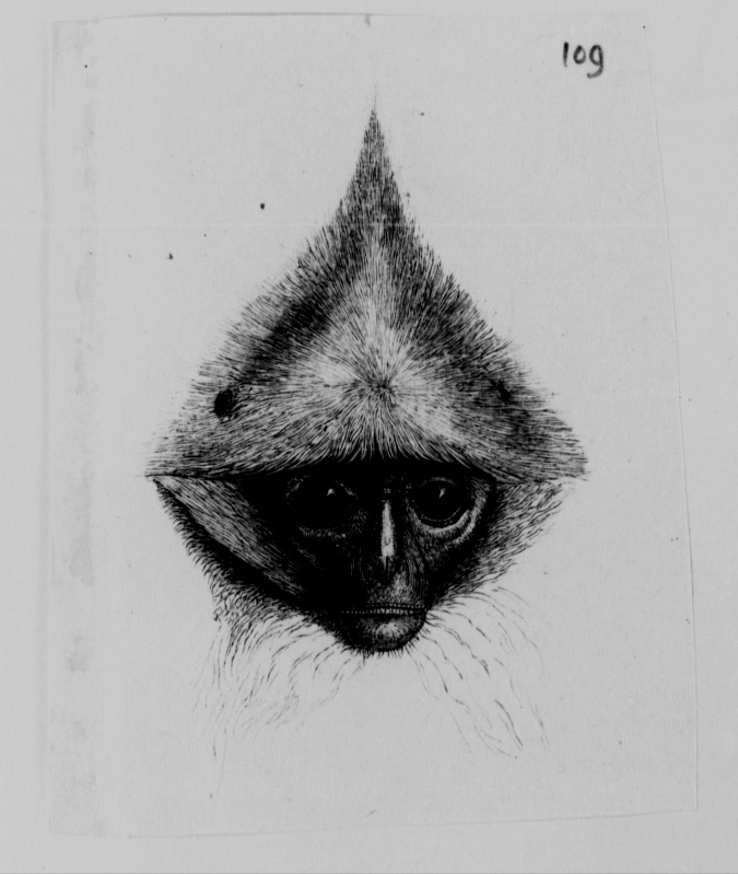 155 Years Later, Darwin's Manuscripts Are Going Digital