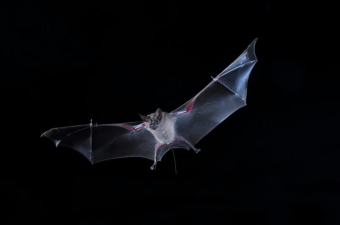 Now we know what an angry, hungry bat sounds like