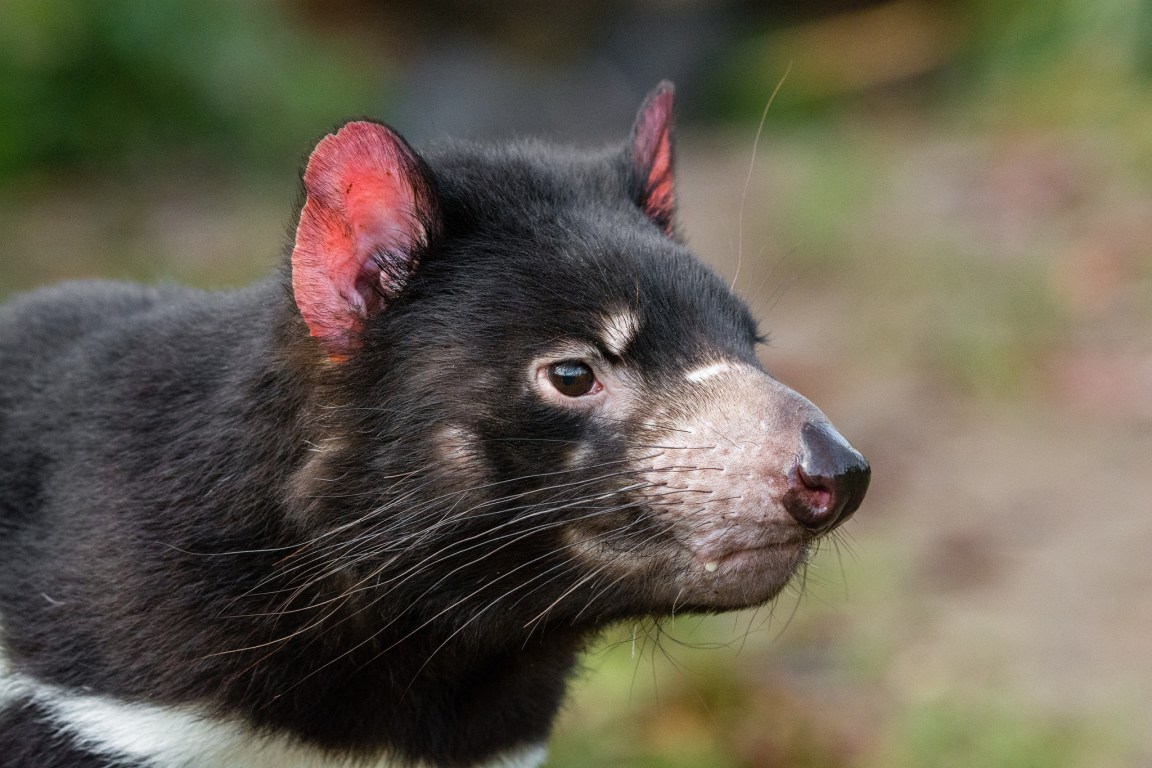 Contagious cancer is killing off Tasmanian devils, but there might ...