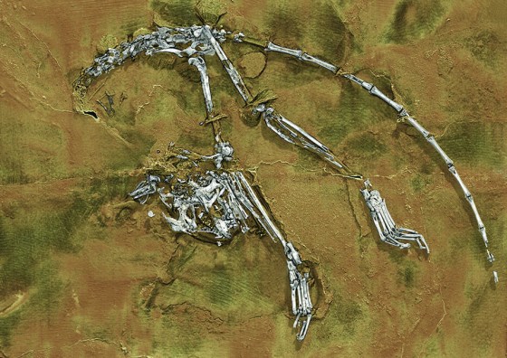 World's Oldest Primate Fossil Discovered