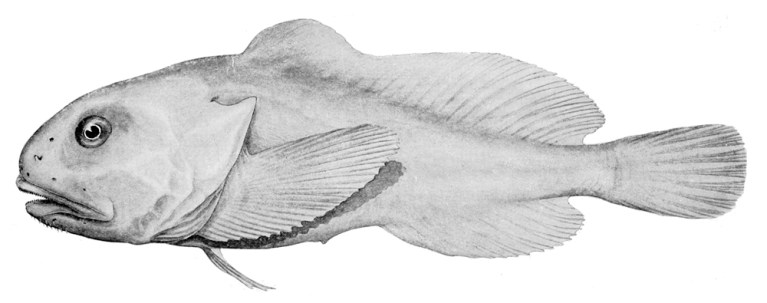 This headless chicken is the deep-sea ‘monster’ of our dreams