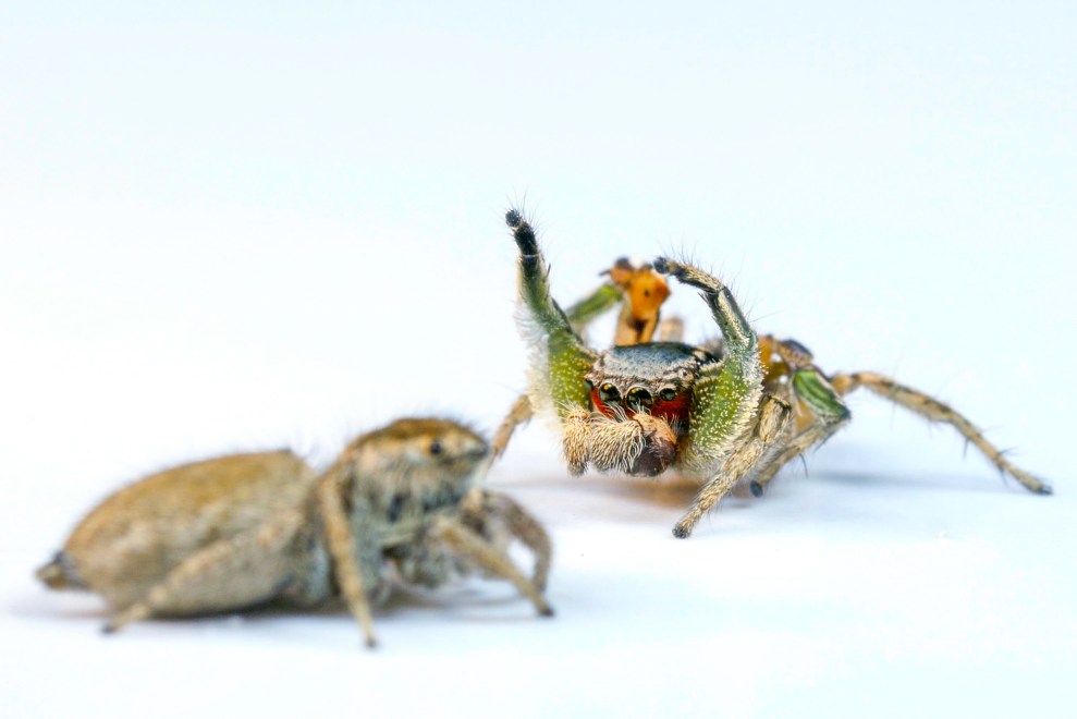 This spider’s exoskeleton looks like a helmet for a very tiny alien