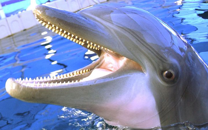 Talking to Dolphins: New "Dolphin Speaker" Produces Full Range of ...