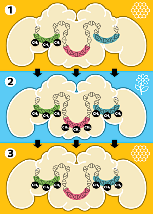 How It Works: Honeybee Society