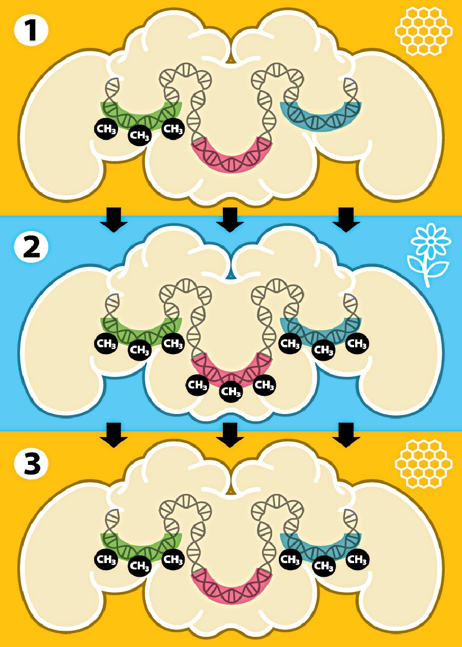 How It Works: Honeybee Society
