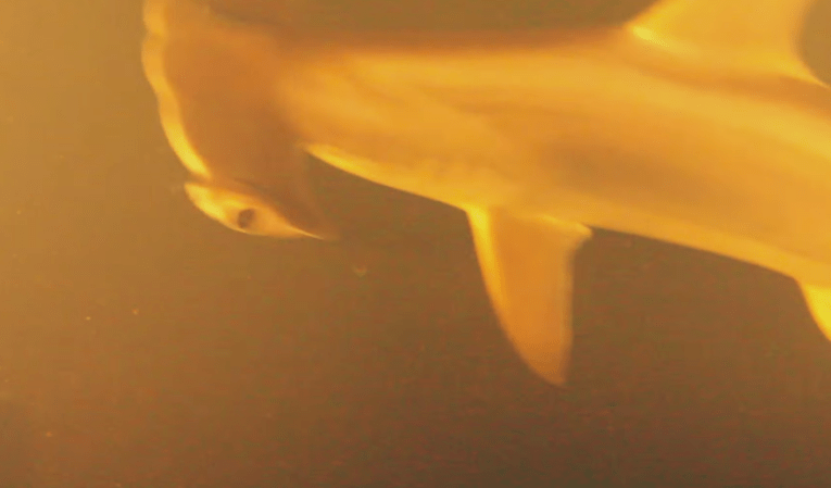 Check Out The First-Ever Shark Sonogram