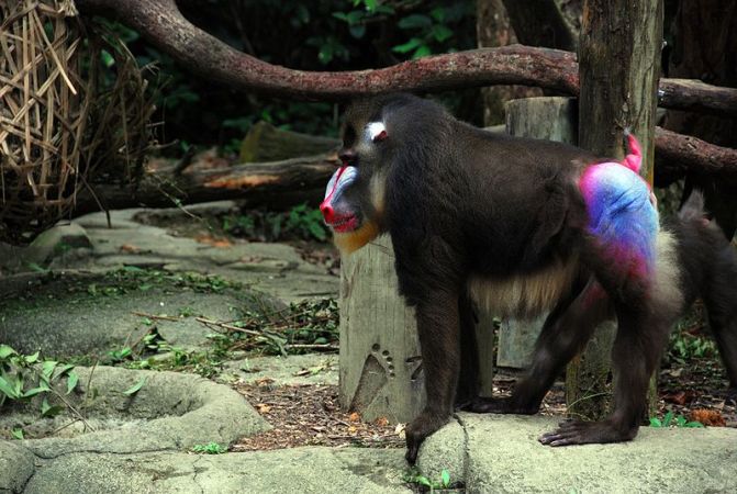 Why Are Monkey Butts So Colorful?