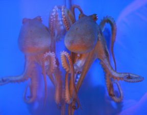 First Octopus Genome Sequence Reveals Clues About Camouflage And Big Brains
