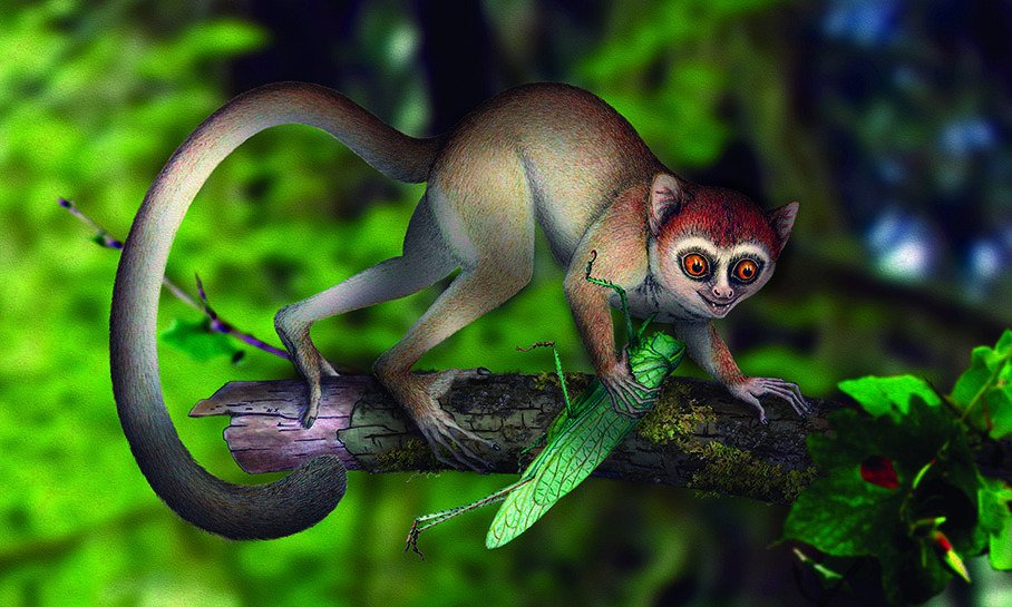 World's Oldest Primate Fossil Discovered