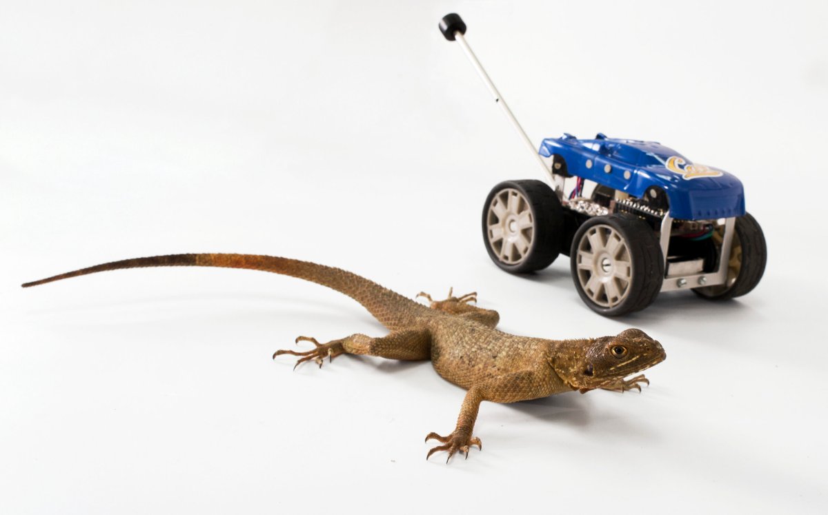 Video: Leaping Lizards' Helpful Tails Inspire New Robot Design