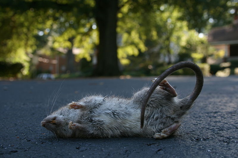 Spies Hid Messages Inside Dead Rats
