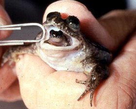 Scientists Resurrect Bonkers Extinct Frog That Gives Birth Through Its ...