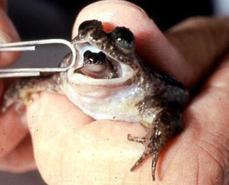 Scientists Resurrect Bonkers Extinct Frog That Gives Birth Through Its ...