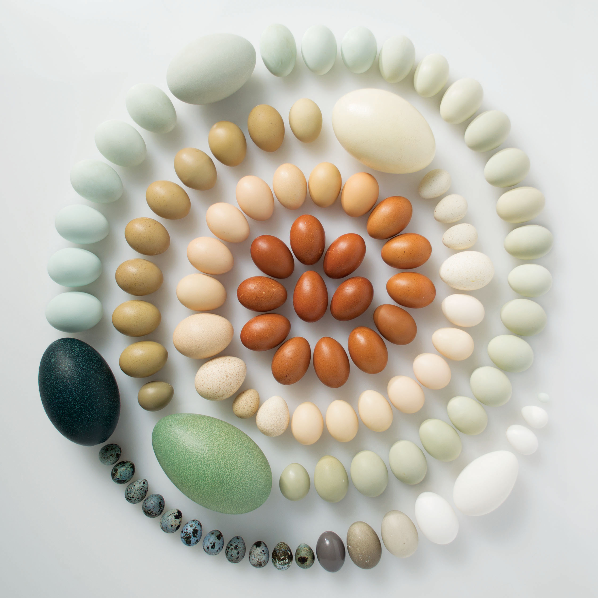 Organizing the natural world by color makes for some seriously ...