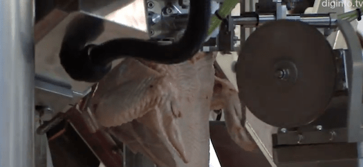 How It Works: The Robotic Chicken Butcher