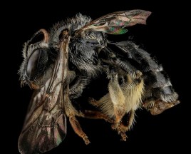 10 Spectacular Bees Native To The U.S.