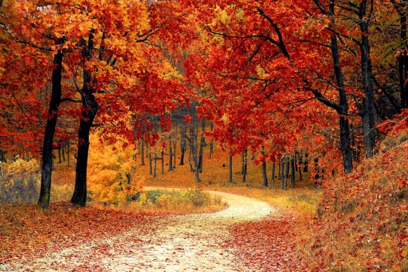 Feel like the seasons are all out of wack? You can help scientists ...