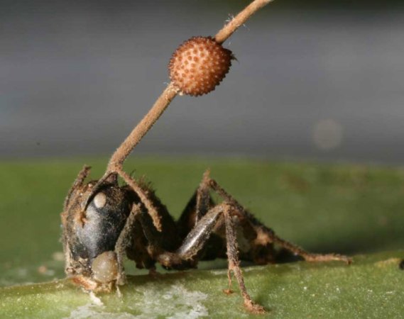 Could Scientists Really Create a Zombie Virus
