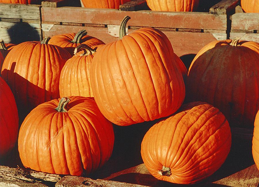 Domestication Saved Pumpkins And Squash From Extinction