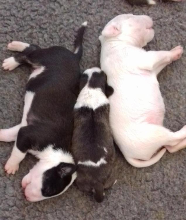 Scientists have identified a gene that's killing purebred dogs. Does ...