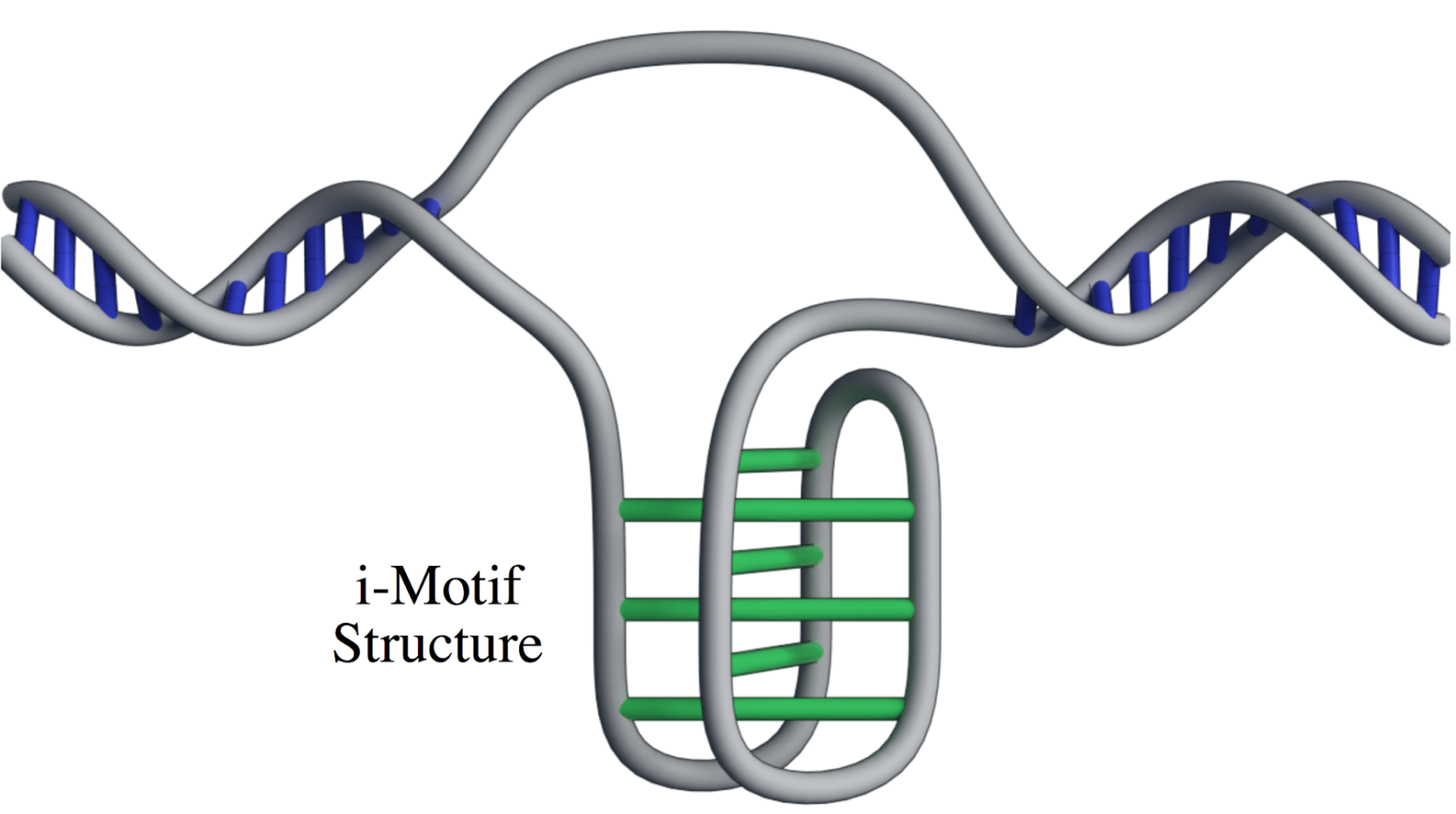 Scientists just discovered a strange new DNA shape lurking in human cells