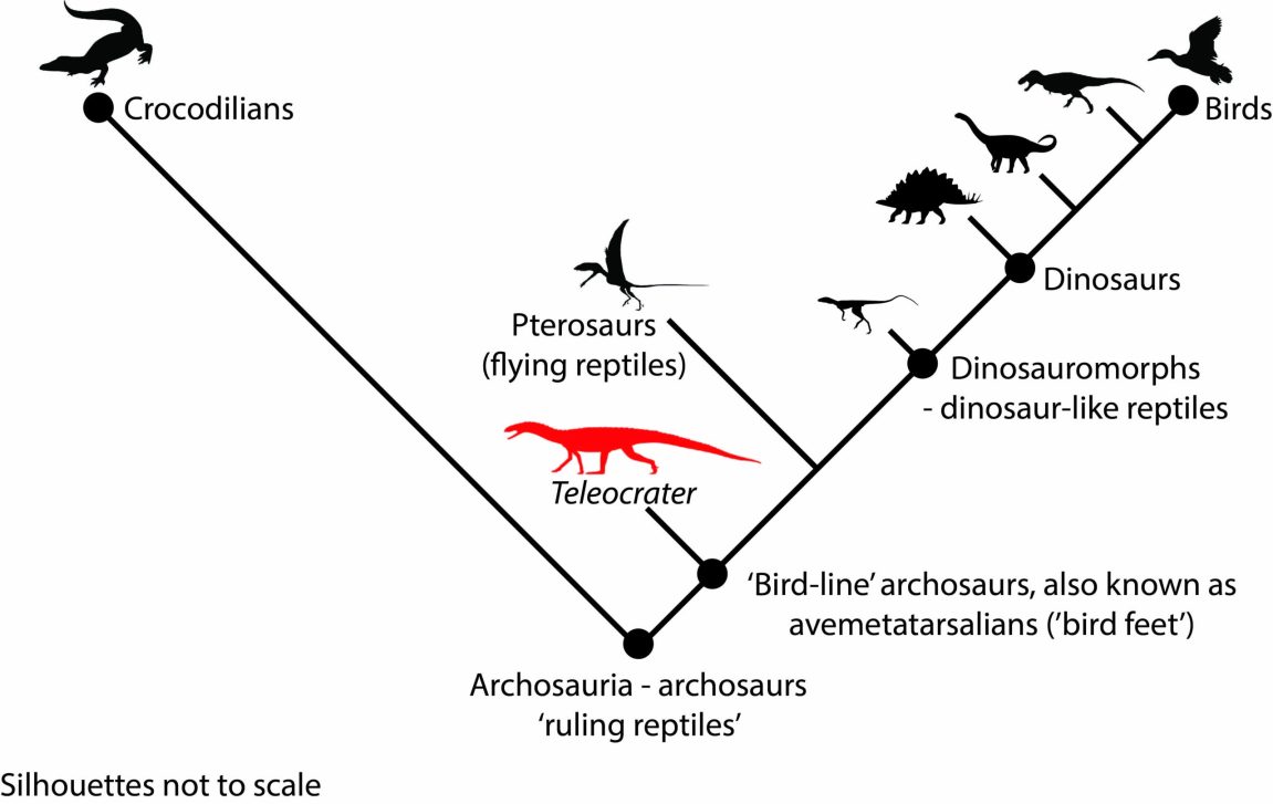 This ancient dinosaur relative looks surprisingly like a crocodile