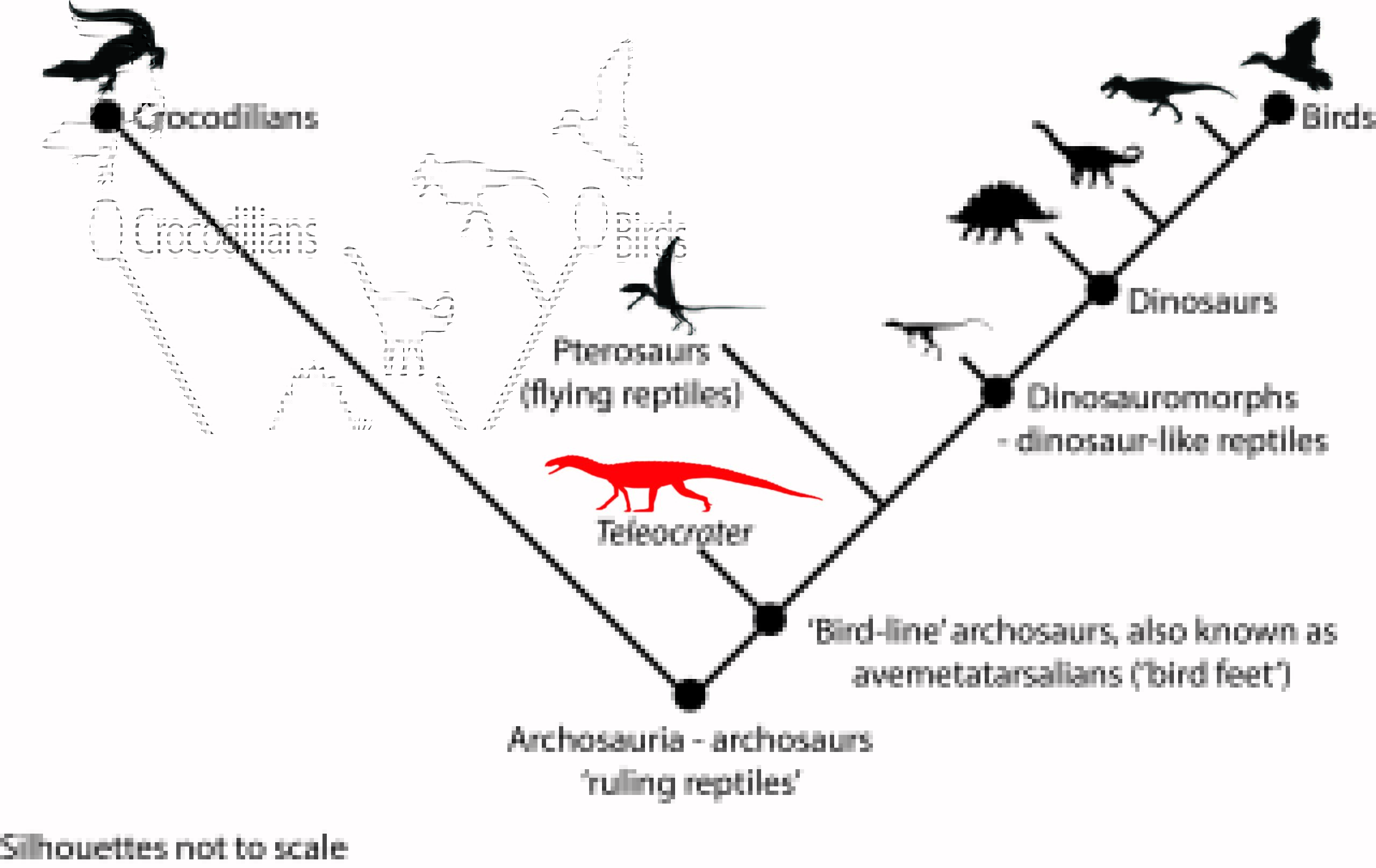 This ancient dinosaur relative looks surprisingly like a crocodile