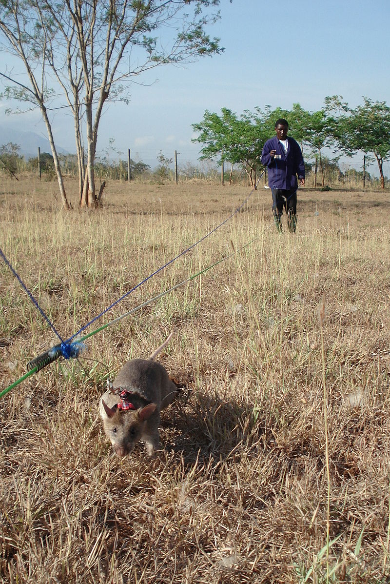 What Landmine-Detecting Plants Can Teach Us About Design