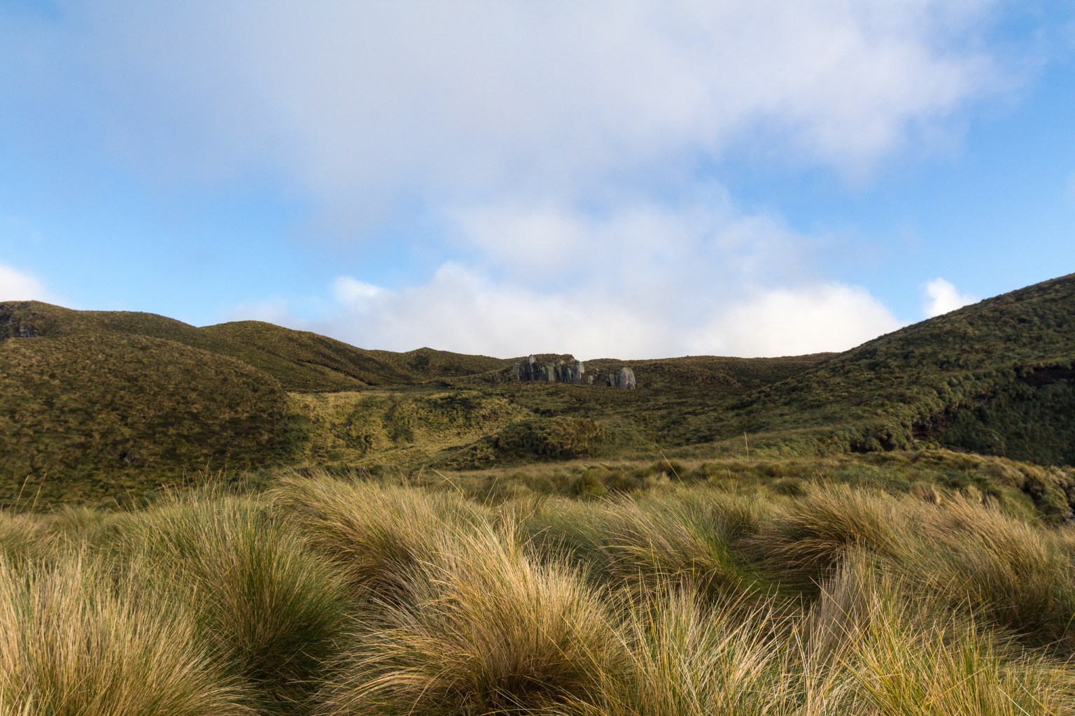 New Zealand just took care of a $3.6 million mouse infestation