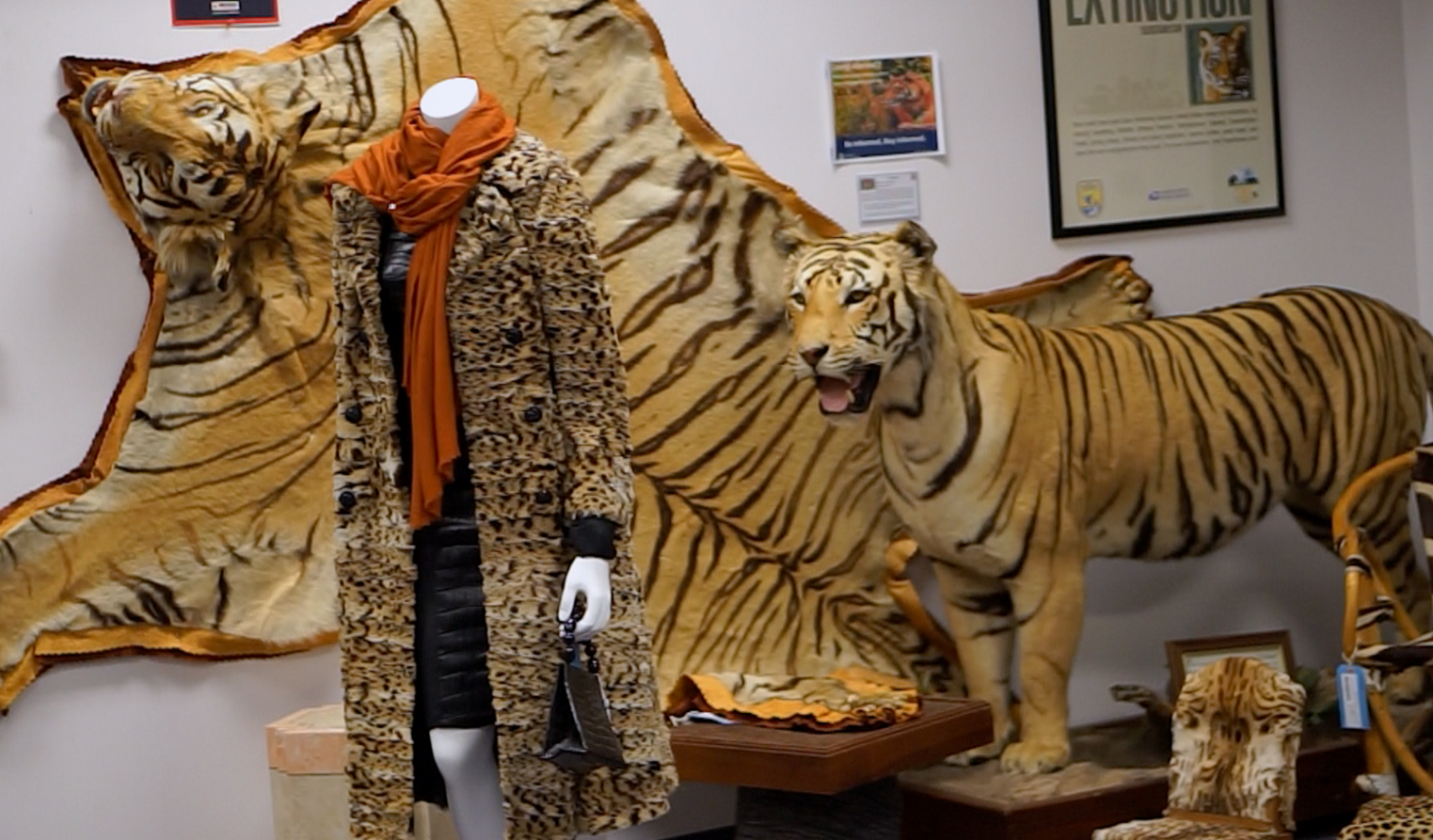 Inside America’s largest collection of stuffed endangered animals