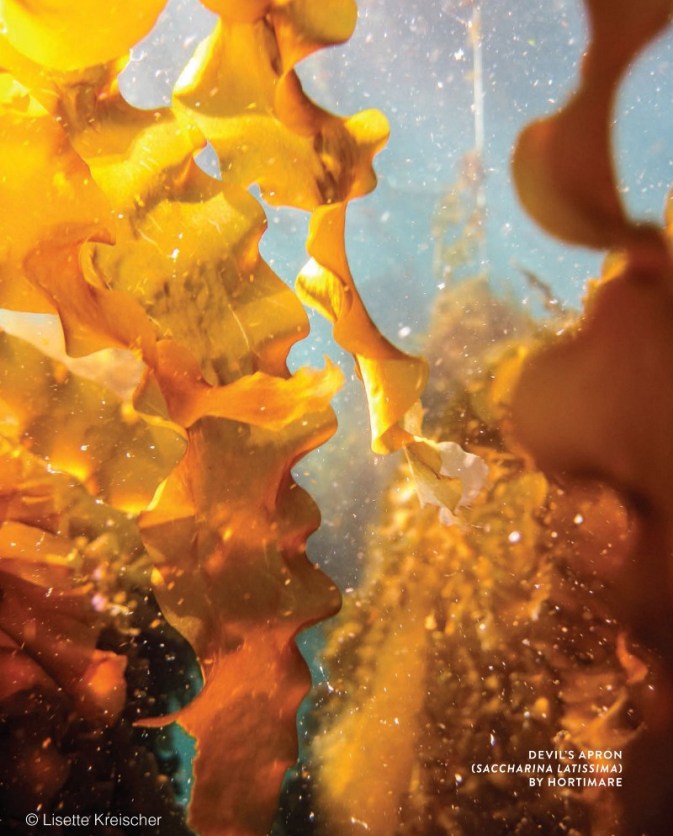 From Seaweed Spaghetti To ‘Weed Cookies