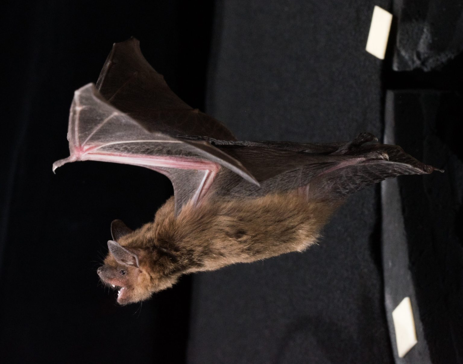 Bats Build Mental Maps Of Their Surroundings And Remember Them For ...