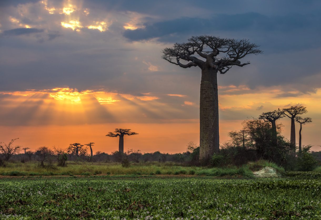 Scientists wanted to understand how baobab trees live for thousands of ...