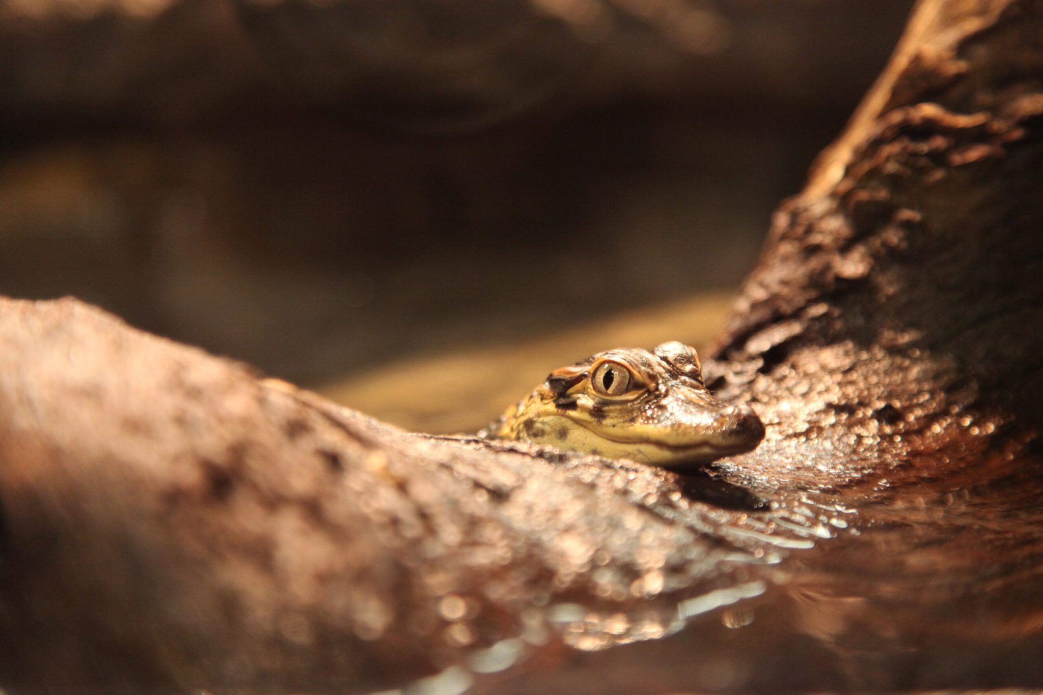 Giant ancestors of small crocodiles preyed on humans | Popular Science