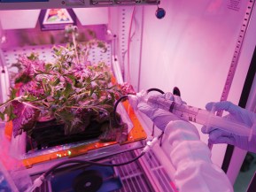 NASA is learning the best way to grow food in space