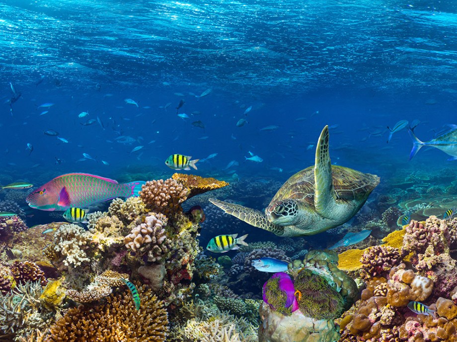 Coral reefs face yet another threat: island rats depleting their poop ...