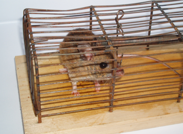 This Is The Molecule Responsible For Stress