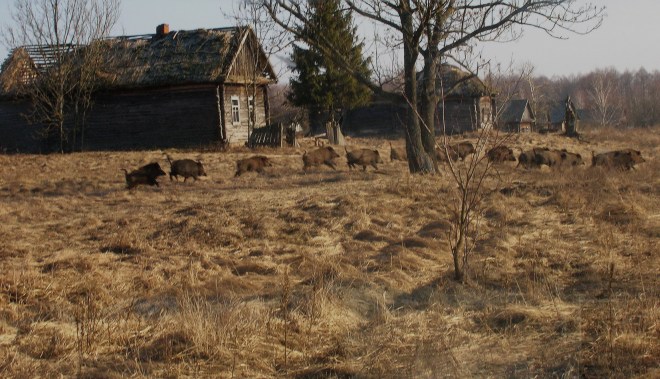 The Evacuated Chernobyl Is Now Teeming With Wildlife