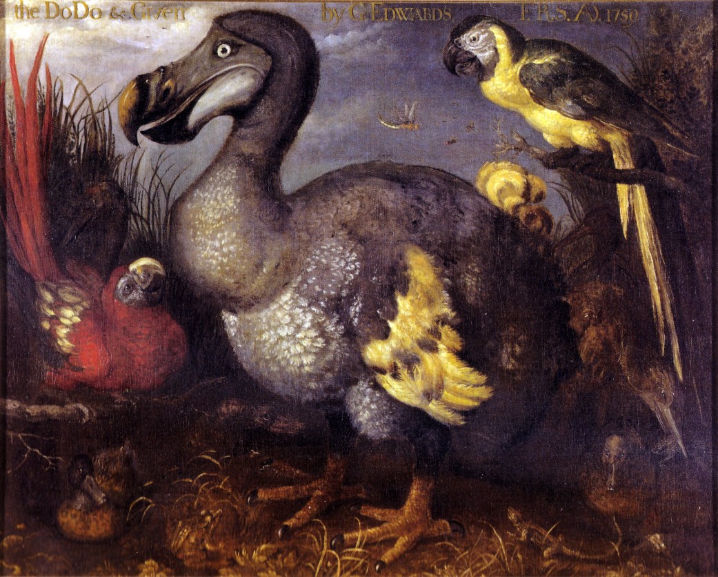 Dodos Were Actually Not That Dumb