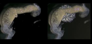 The Cockroach Milk Debate: Super Food Or Just Super Hype?