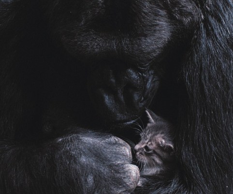 Koko, the beloved gorilla who communicated through sign-language, dies ...