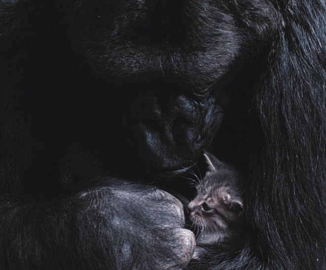 Koko, the beloved gorilla who communicated through sign-language, dies ...