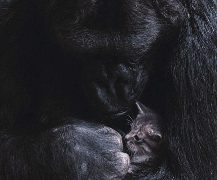 Koko, the beloved gorilla who communicated through sign-language, dies ...